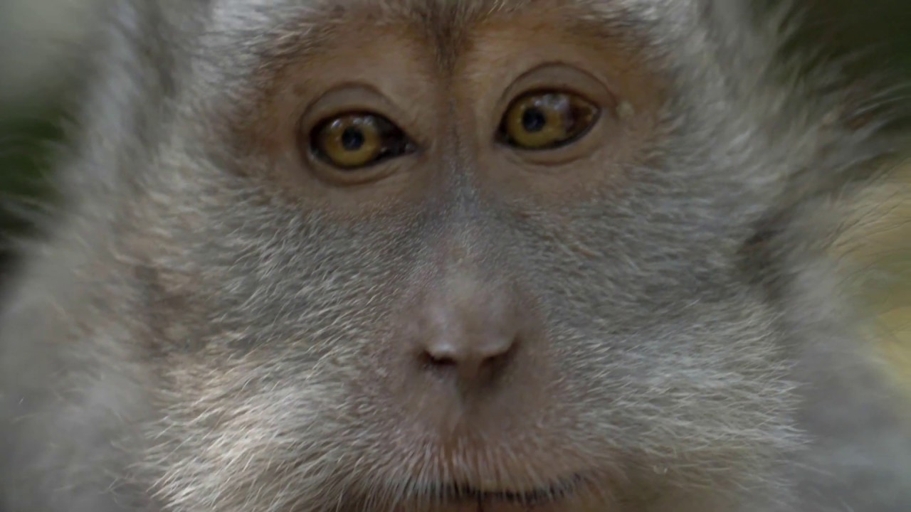 Cinematic Animals (Video Full HD) - YouTube
