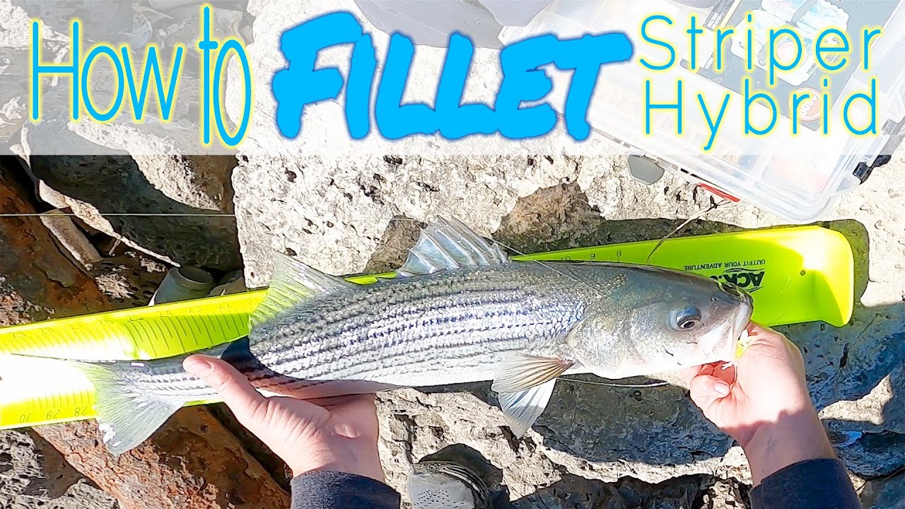 How I Fillet Striper/Hybrid Bass - YouTube