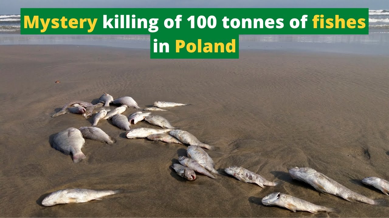 Mystery killing of 100 tonnes of fishes in Poland | Fish killing ...