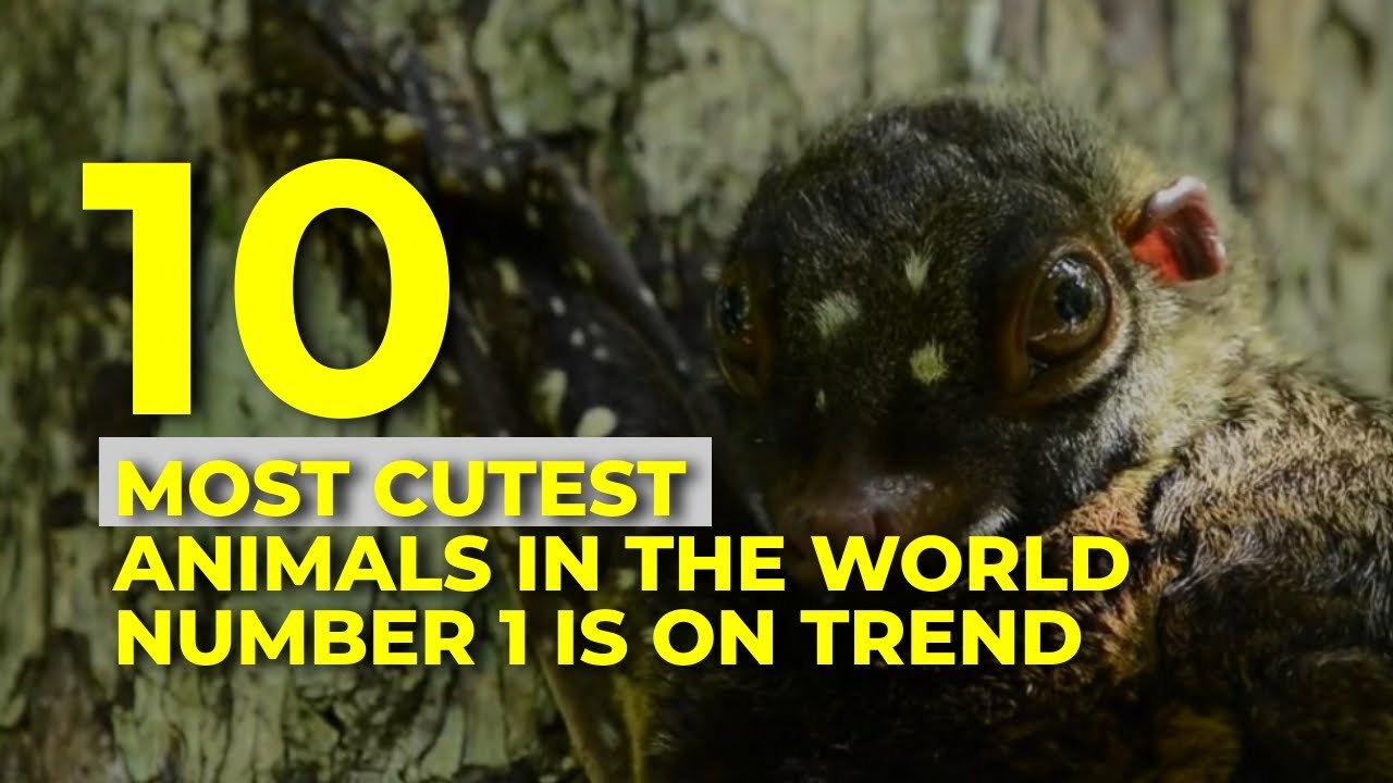 10 MOST CUTEST ANIMALS IN THE WORLD, NUMBER 1 IS ON TREND - YouTube