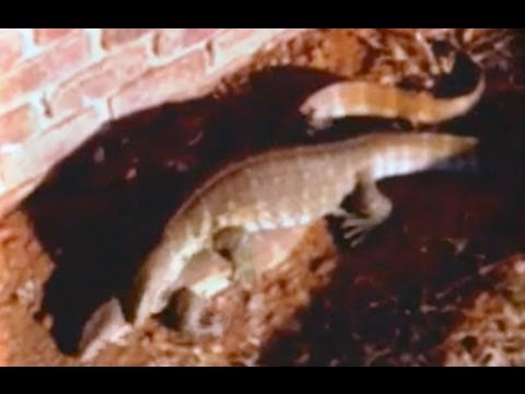 2 Monitor Lizards Mating - YouTube