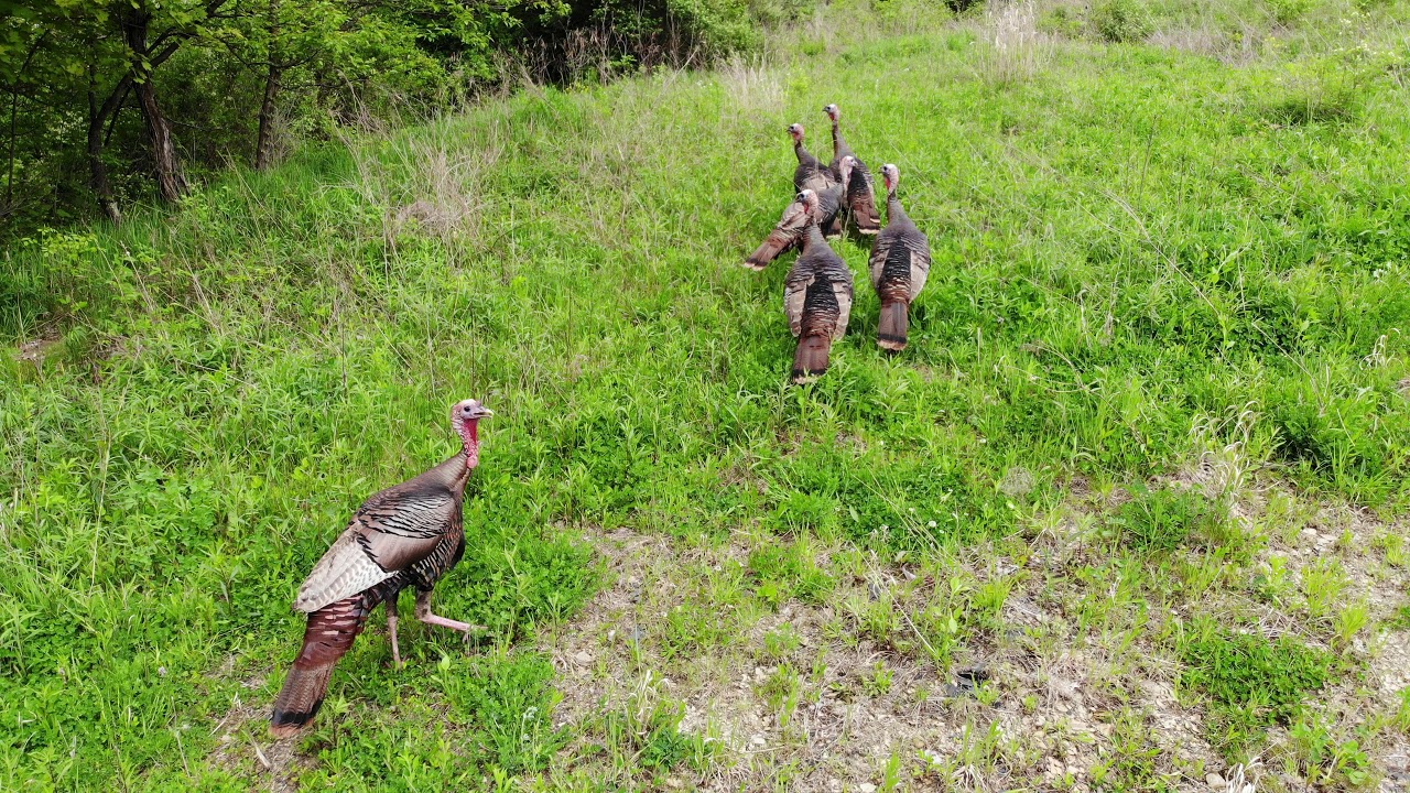 Suburban Turkey Hunting Part 2 - YouTube