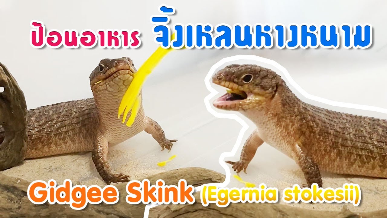 Gidgee Skink (Spiny Tailed Skink) Eating Pumpkin 🎃 l Egernia stokesii ...