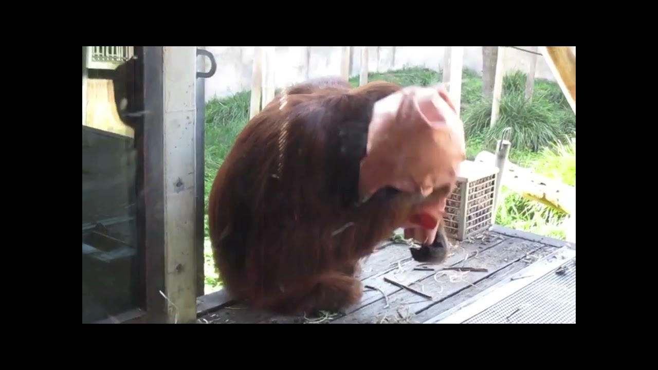 Monkey Rage Quit - YouTube