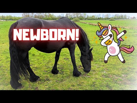 Unexpected Birth: Saly’s Foal Arrives 13 Days Too Soon | Friesian Horses