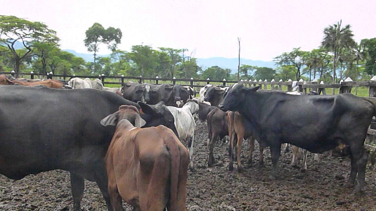 Vacas mugiendo- cows mooing HD - YouTube