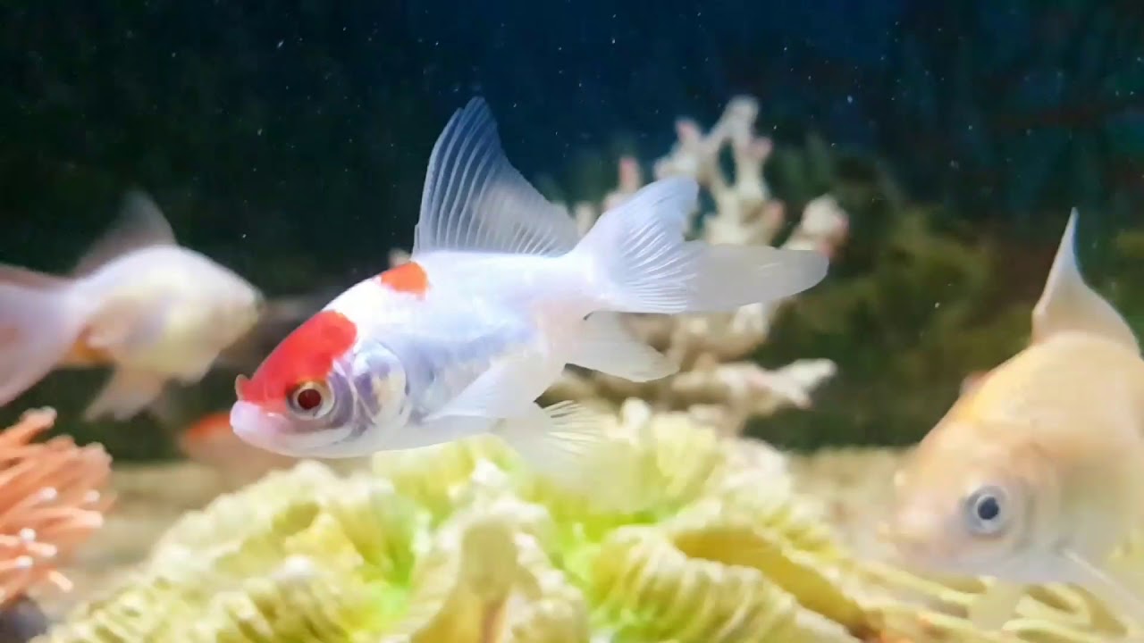Theera ulaa - Aquatic version - YouTube