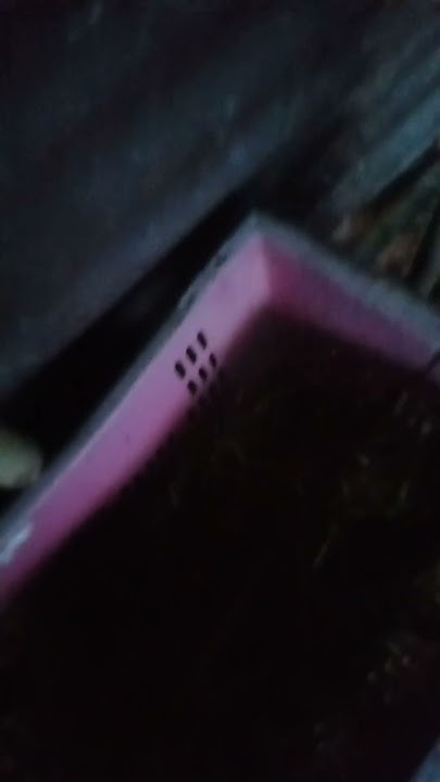 ไก่เริ่มไข่แล้วครับ - YouTube