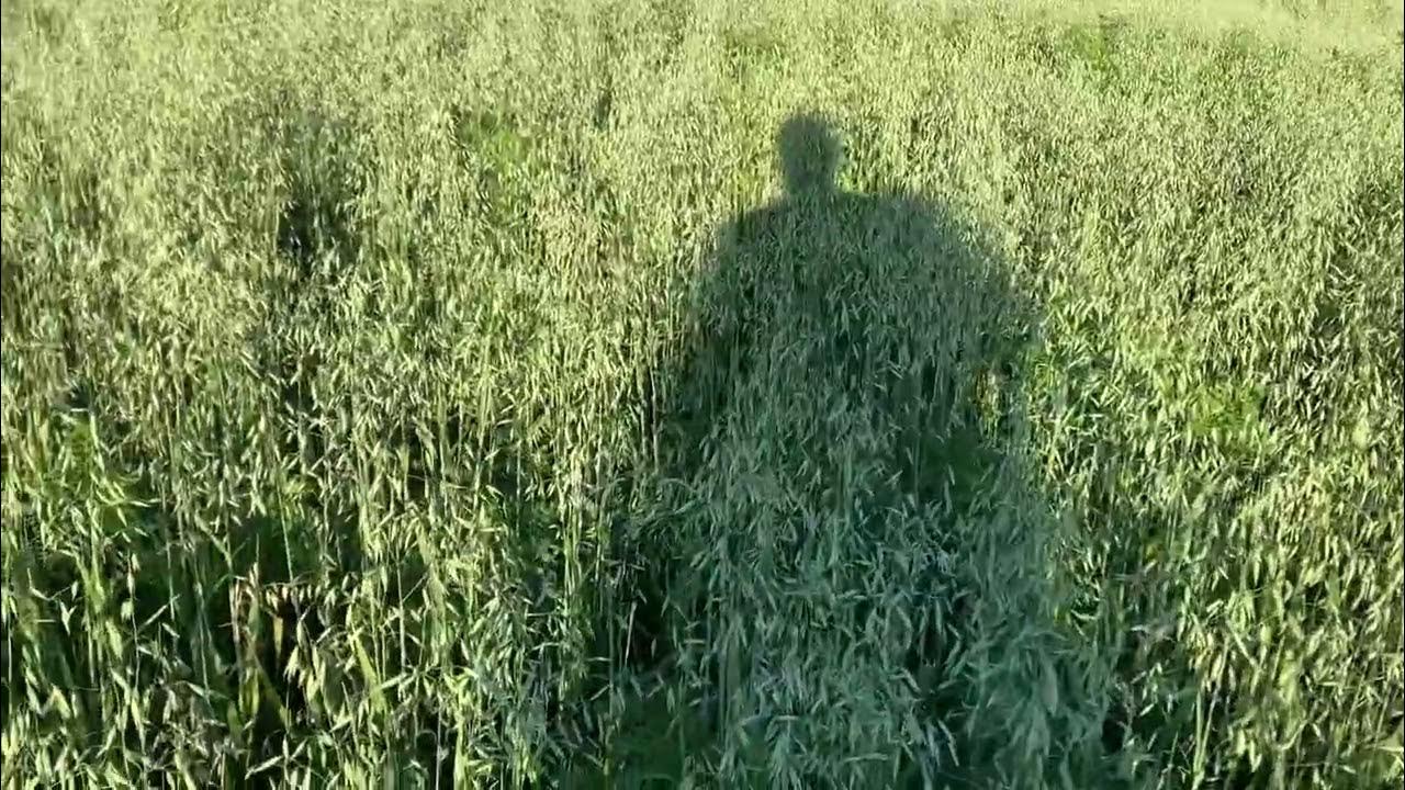 Scouting the new alfalfa an Oat seeding. - YouTube