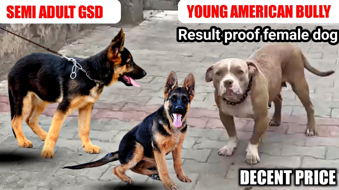 wow Adult American bully in decent price || Black mask gsd puppy ...
