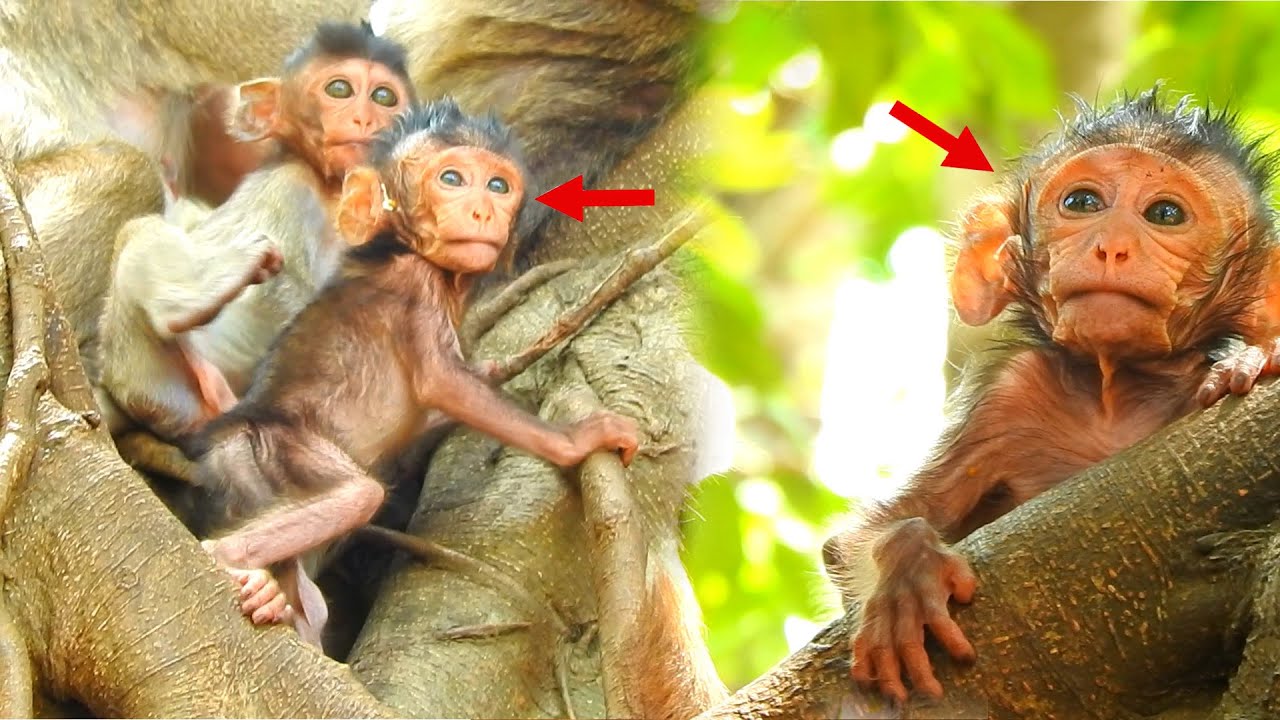 The MISHA monkey happily plays with RAMINA, not c/ar.in.g about MaMa ...