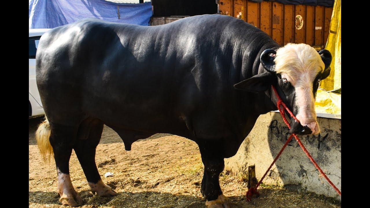 Interview with owner of Nili Ravi bull Ballu from Punjab - YouTube
