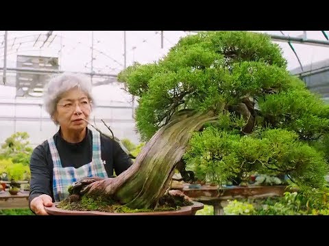 Bonsai: the Endless Ritual | Extraordinary Rituals | The Travel Edit