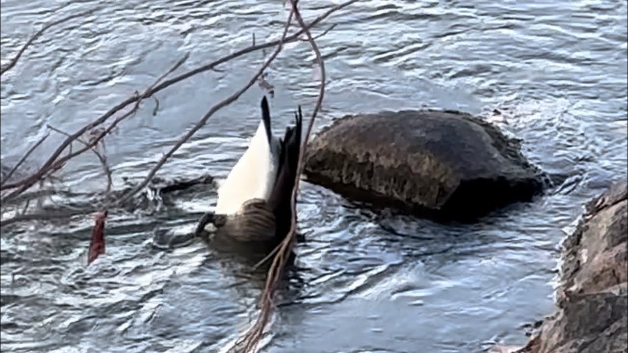 Upside Down Goose #funny #natureloverswithshortvideos #walkingthedog # ...