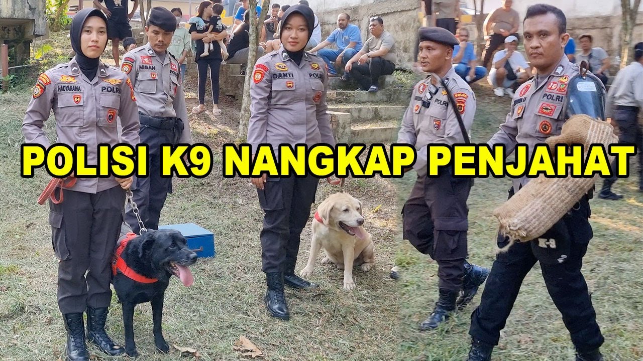 Polisi K9 Nangkap Penjahat - K9 Squad Polda Jambi - YouTube