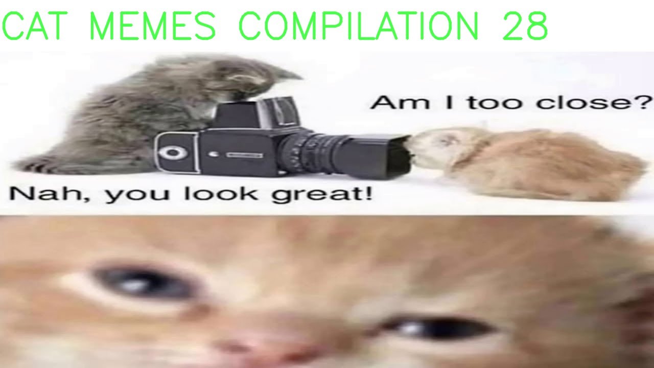 cat memes compilation 28 - YouTube