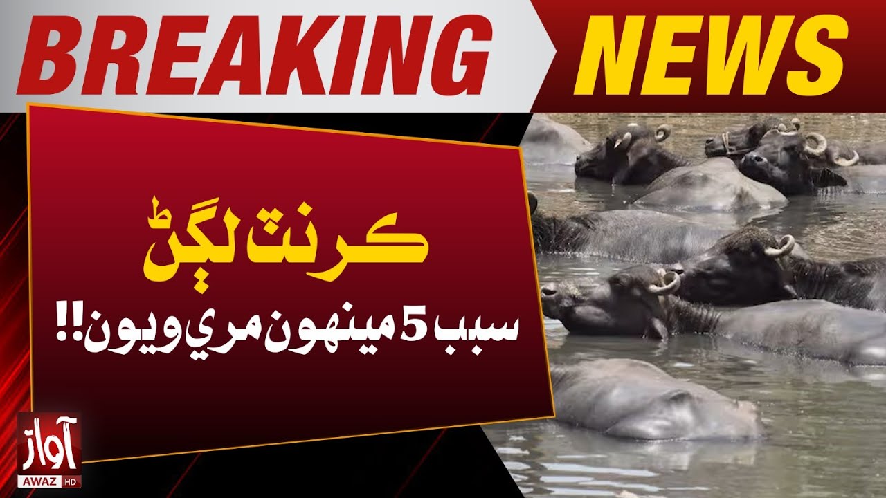 5 buffalo died due to electrocution | Breaking | Awaz Tv News - YouTube