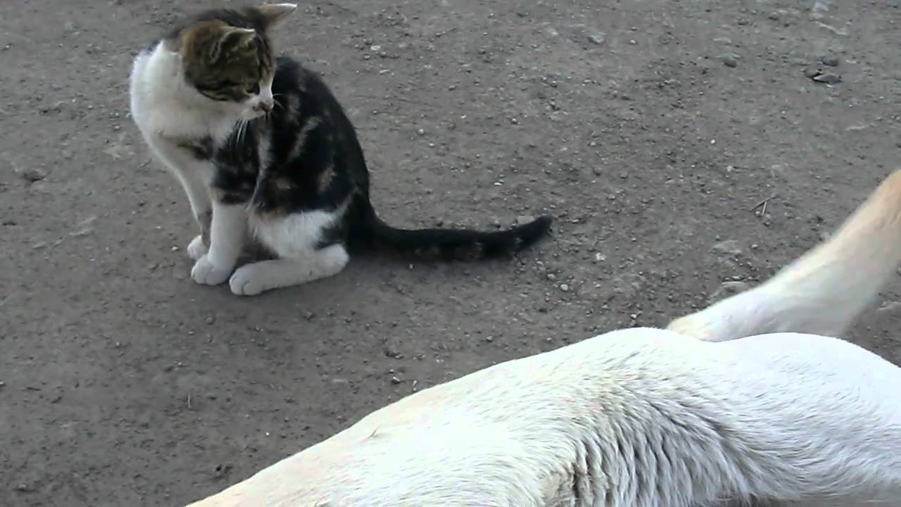 Cat Pouncing on Dog - YouTube