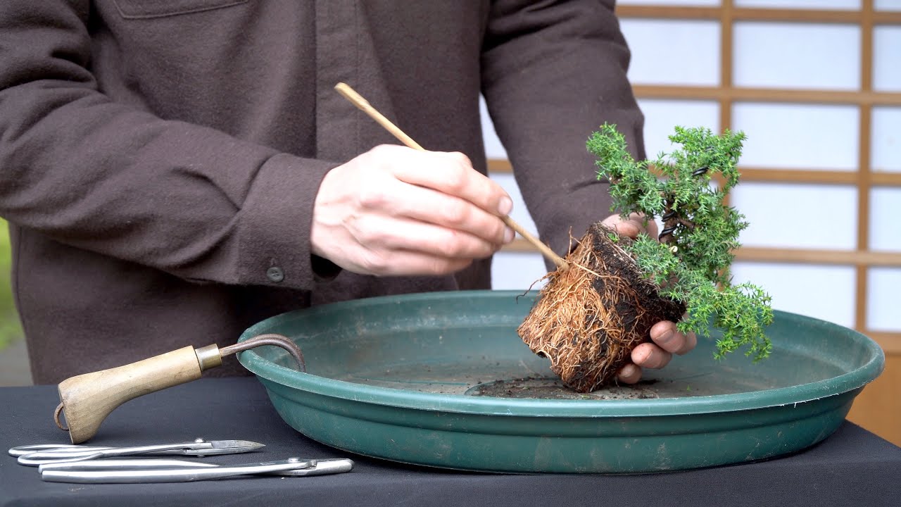 Making A Bonsai Tree From Cheap Material Youtube