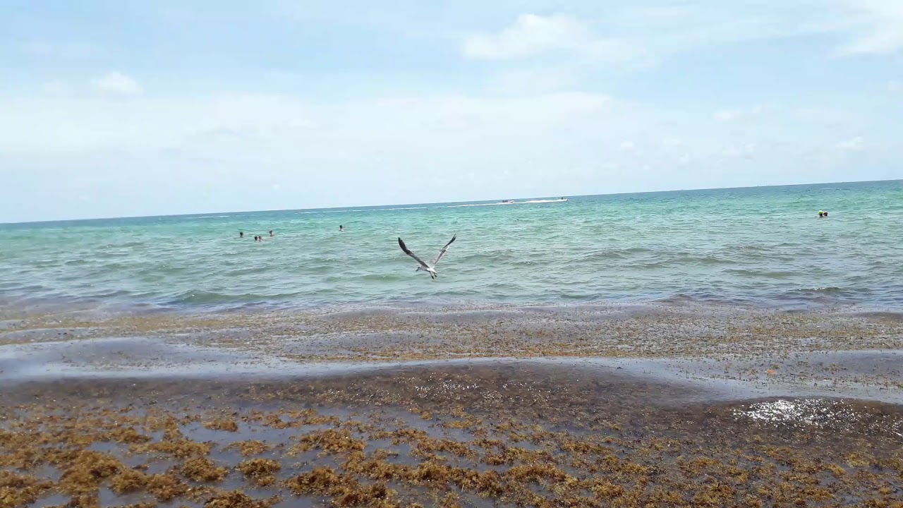 SARGAZO EN MIAMI (South Beach) JUNIO 2018 - YouTube