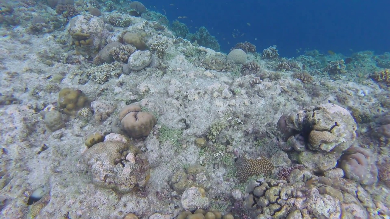 Snorkeling Bohol's Balicasag Island's coral reefs staring at beauty and ...