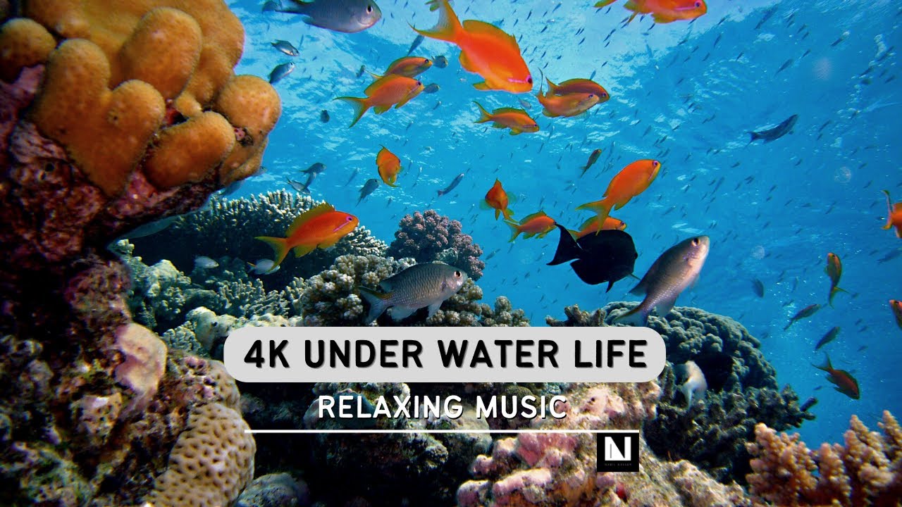 Underwater life 4k relaxing music - YouTube