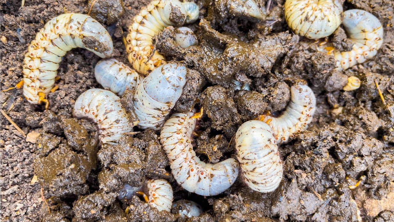 Incredible insects catching | worms ,larva | Insects ground bug - YouTube