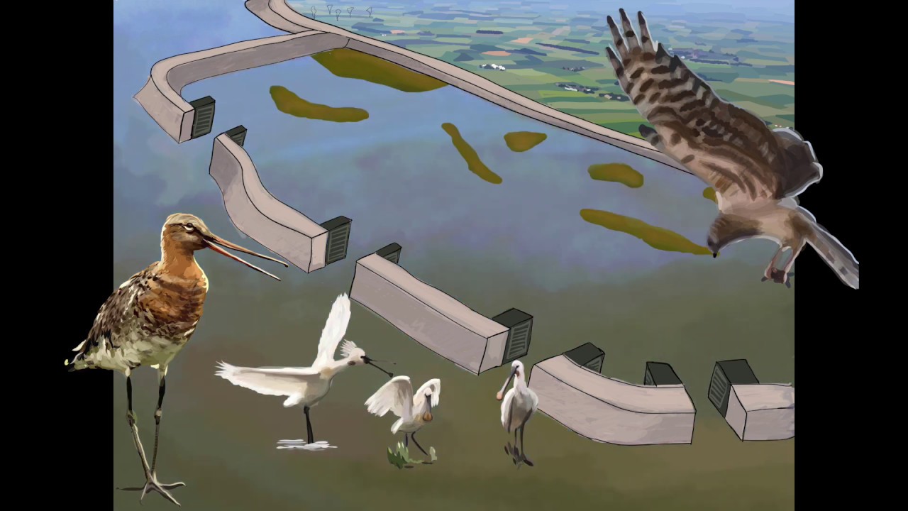 Double dike systems - YouTube