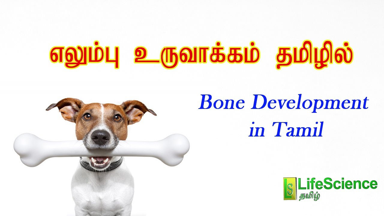 BONE DEVELOPMENT IN TAMIL | LIFESCIENCE TAMIL | TRB ZOOLOGY | TNSET ...