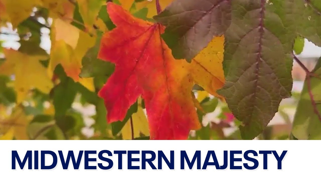 Why the Midwest's fall colors are undefeated - YouTube