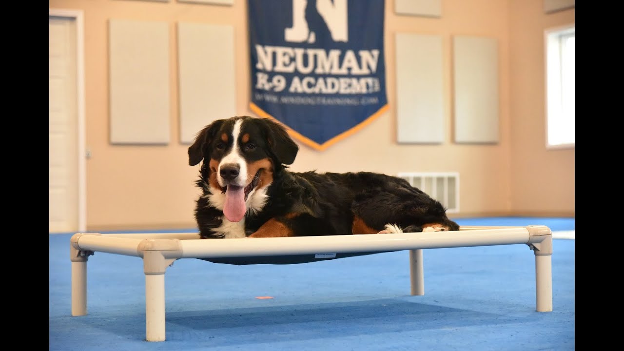 Bear (Bernese Mountain Dog) Puppy Camp Dog Training Video Demonstration ...