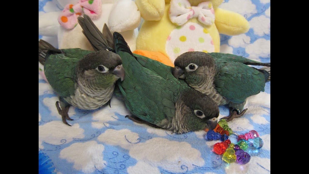 6 week old Turquoise Green Cheek Conures - YouTube
