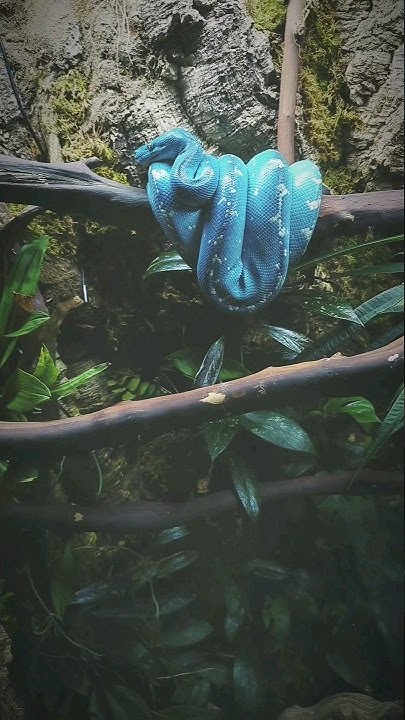 MORELIA VIRIDIS BLEU / BLUE GREEN TREE PYTHON - YouTube
