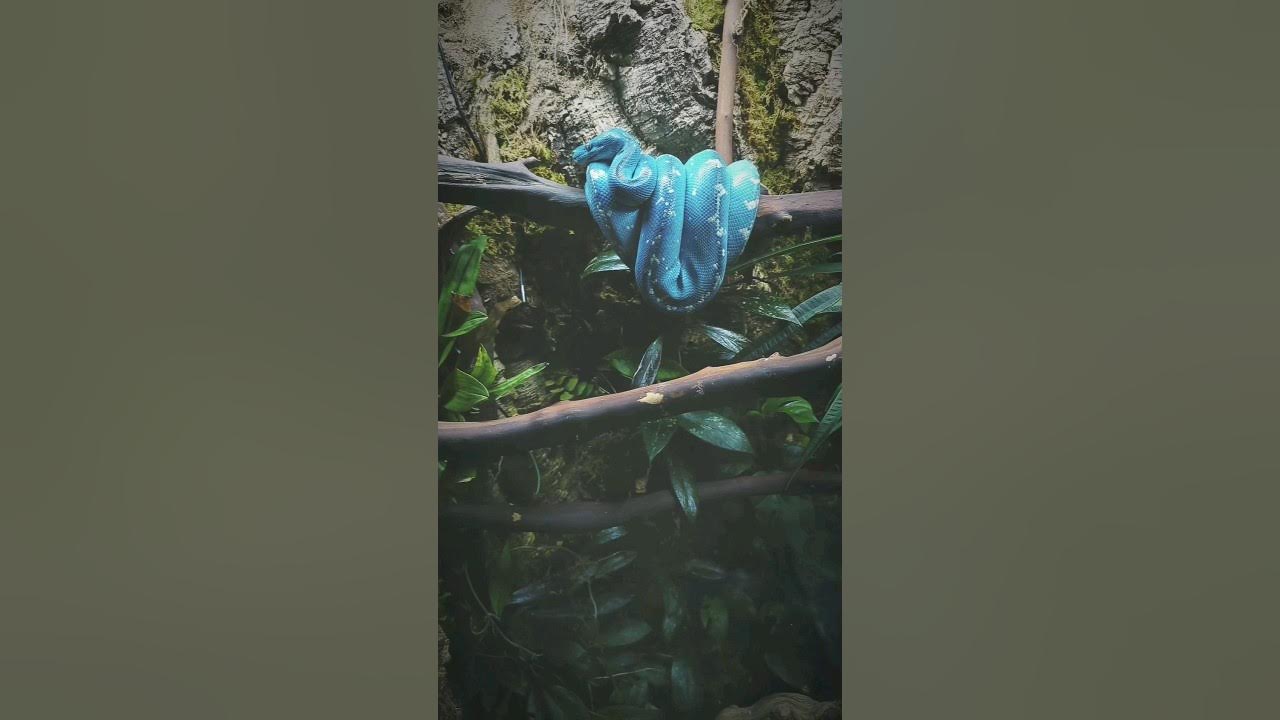 MORELIA VIRIDIS BLEU / BLUE GREEN TREE PYTHON - YouTube