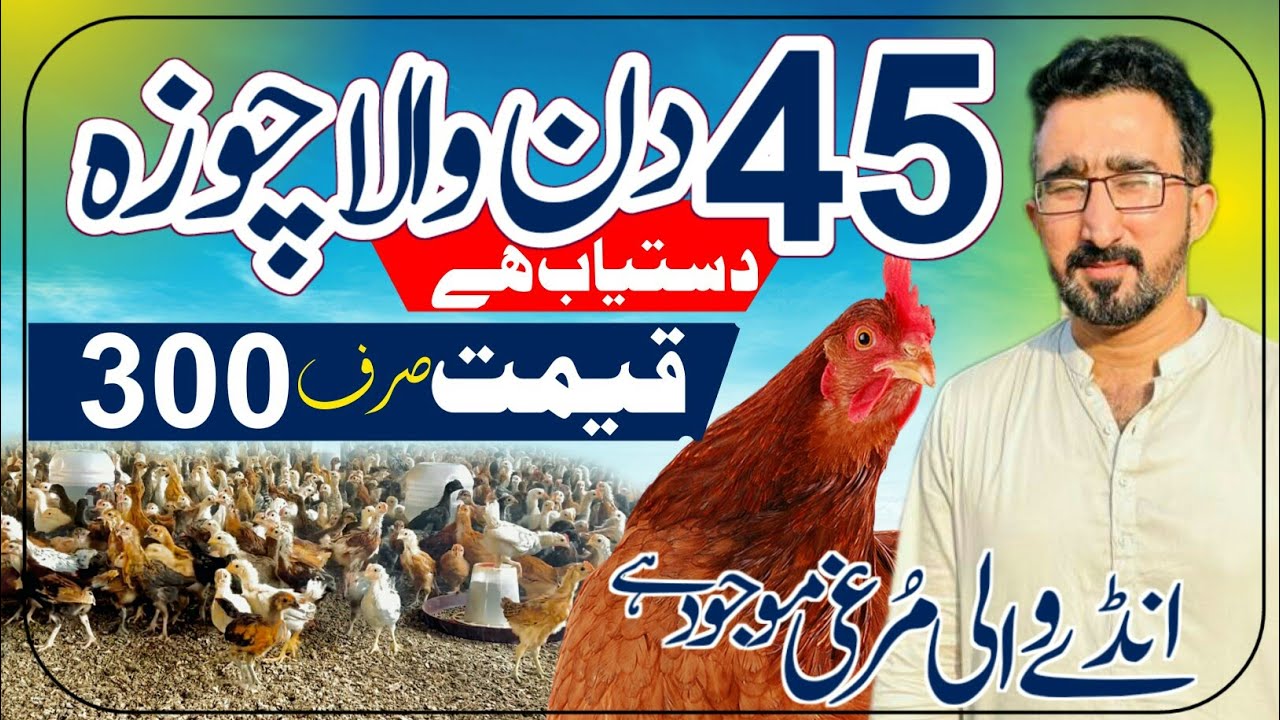 45 Days Old Golden Desi Chuza For Sale | Desi Murgi Farming In Pakistan ...
