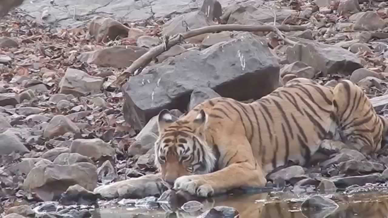 Machali - The Queen of Tigers - YouTube