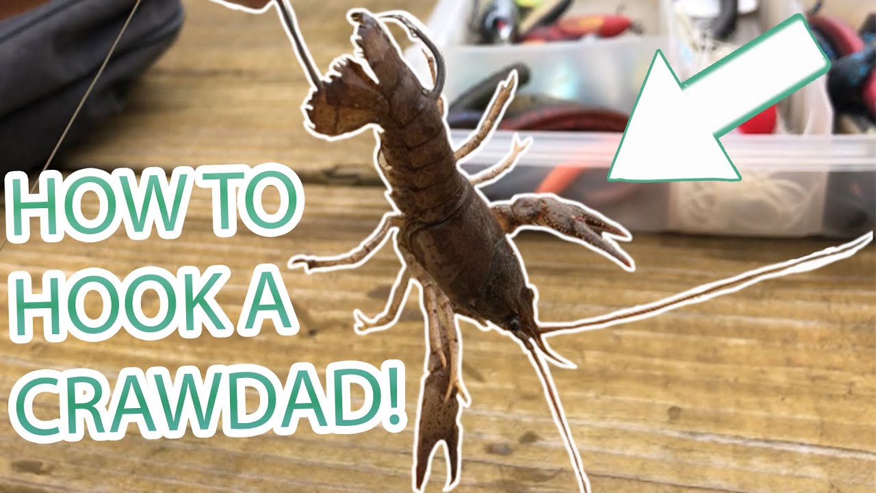 How to Hook a Crawdad! - YouTube