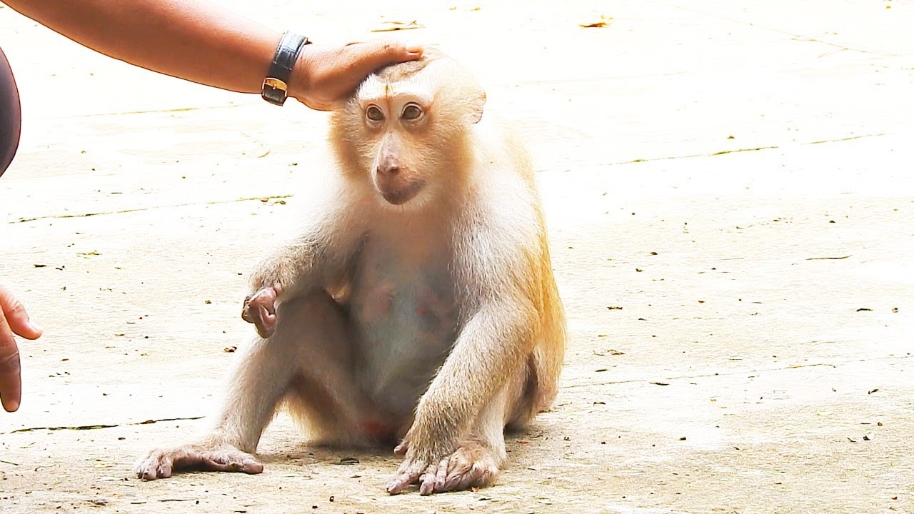 Pray for Rozy good luck forever She is a very honest monkey - YouTube