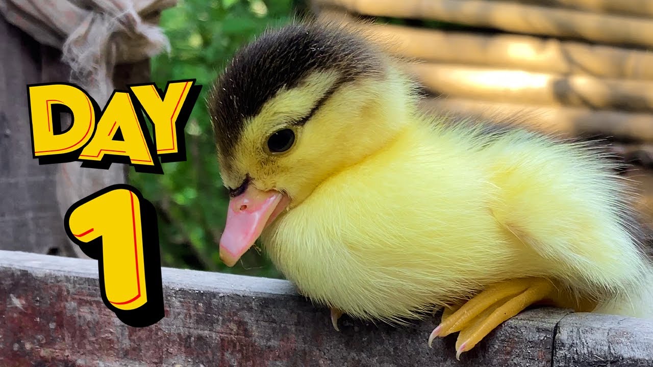 Day 1 Duckling at home - YouTube