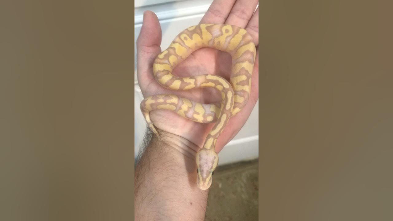 This baby ball python looking fire 🔥 this morning! Like and subscribe ...