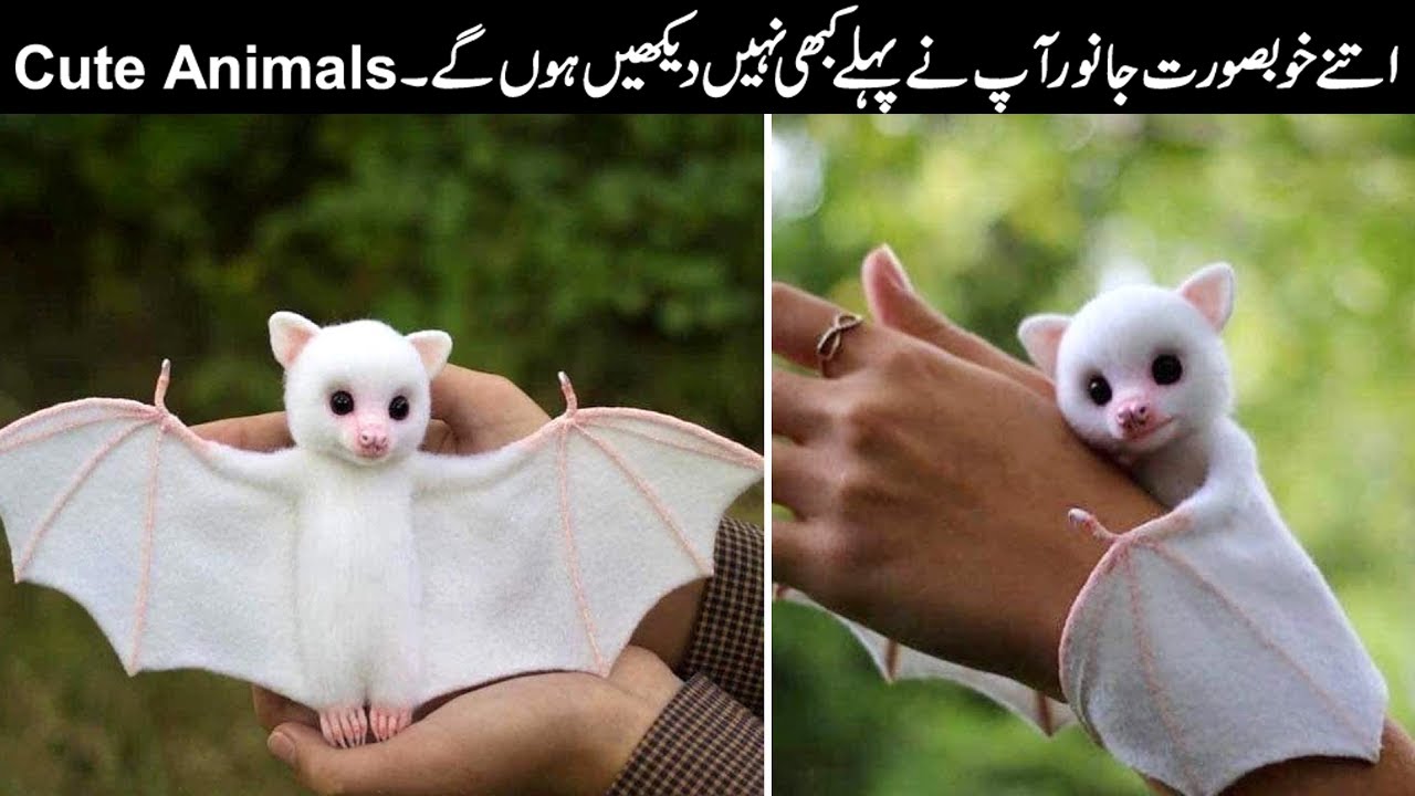 Top 3 Cute Animals In The World - Animal's Valley - YouTube