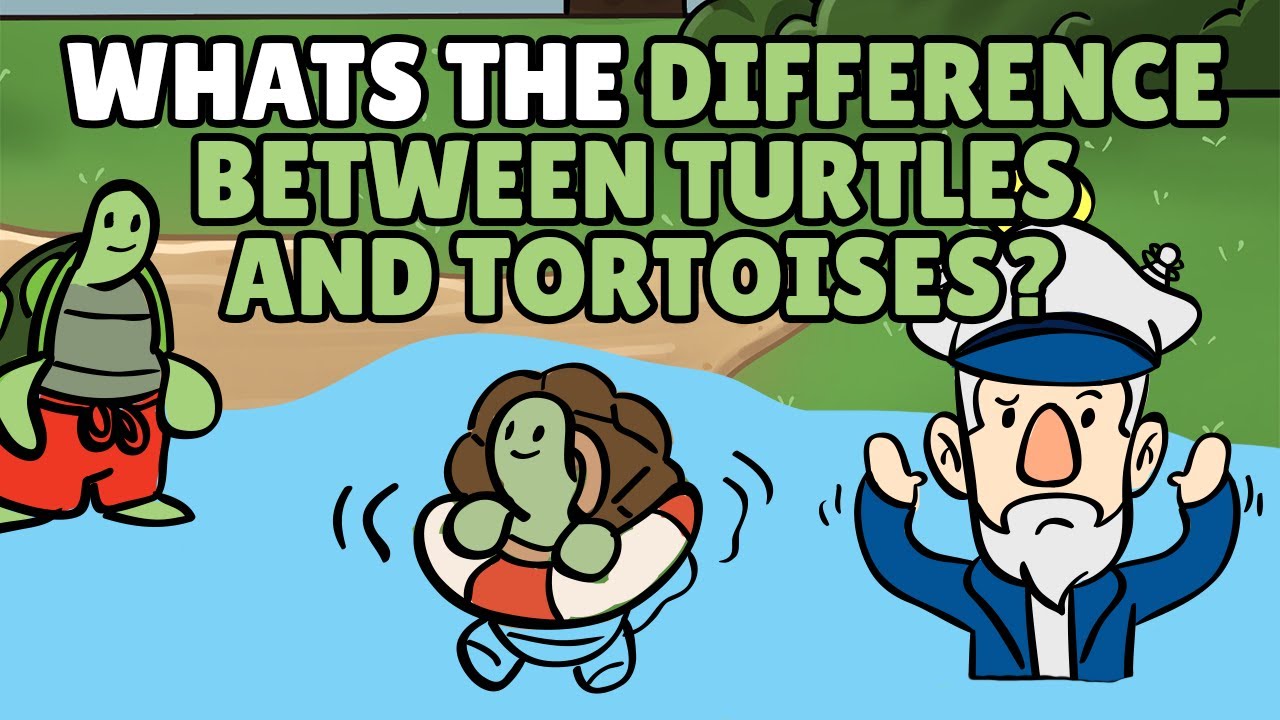 What is the Difference Between Turtles and Tortoises? | Best Learning ...