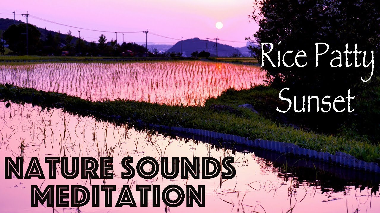 Healing Meditation Sounds - Spring Peeper Rice Paddy Sunset - YouTube