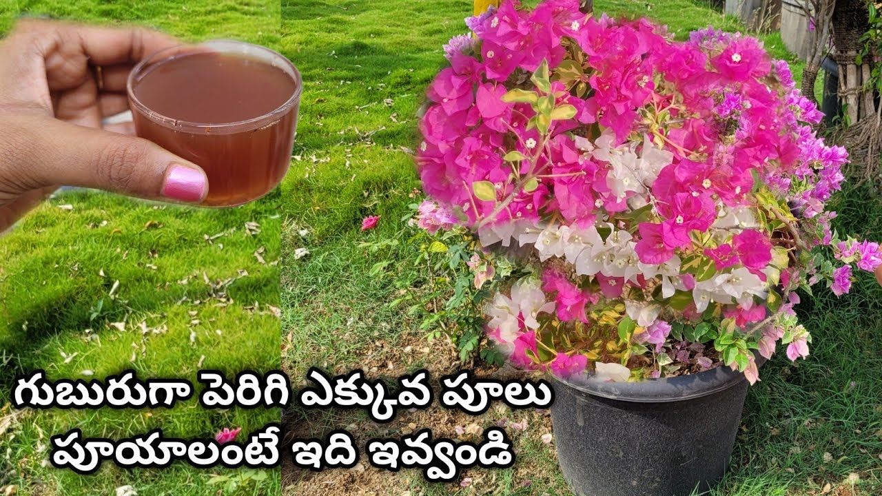 bougainvillea fertilizer | bougainvillea plant care | kagitham pulu ...