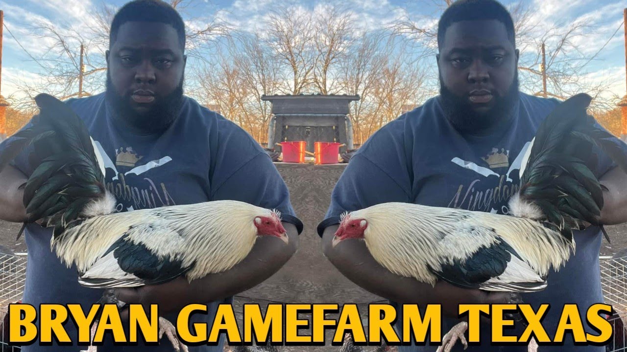 Pure Joe Goode Grey Madigan Claret Kelso - BRYAN FARM - TEXAS - YouTube