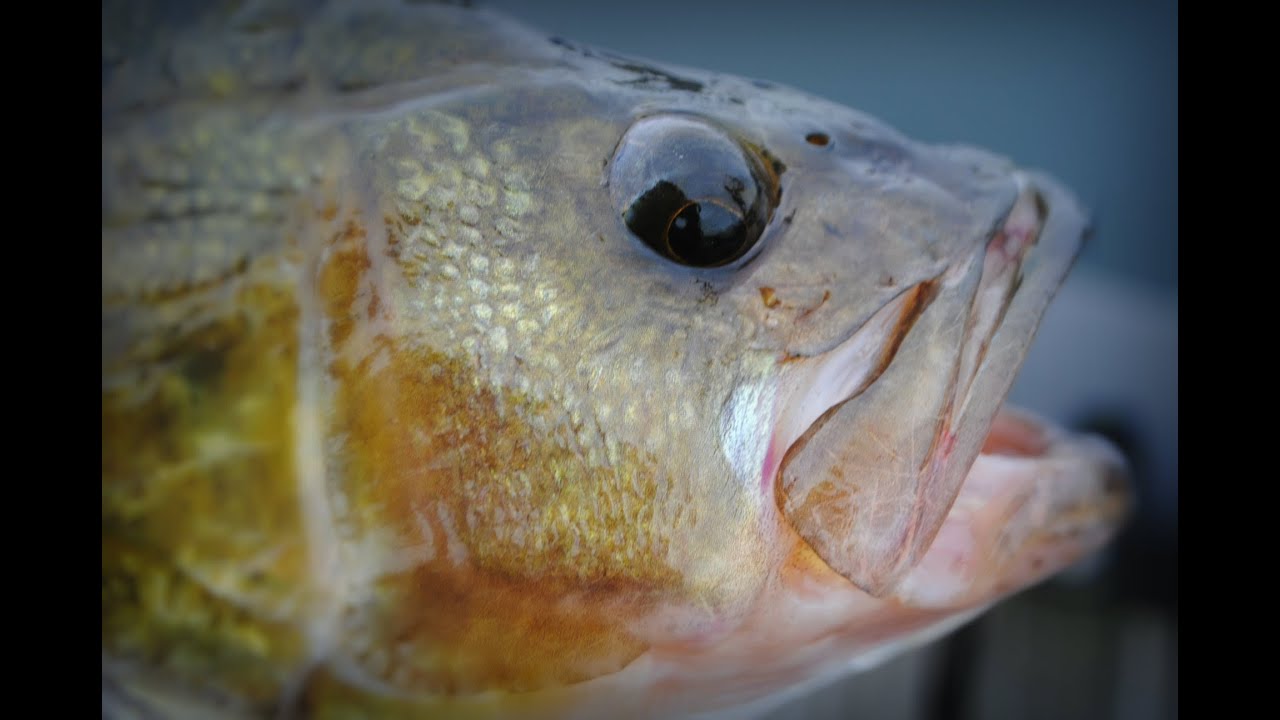 The beauty of Perch - YouTube