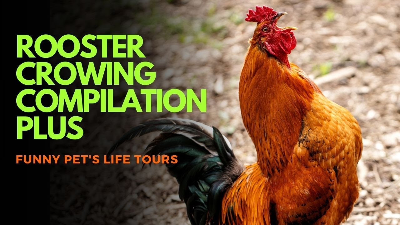 ROOSTER CROWING COMPILATION 2024 - rooster crowing sounds effect - YouTube