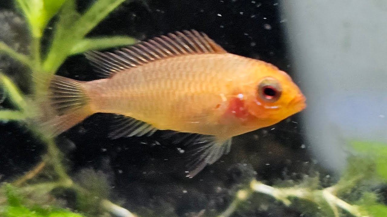 FishEZ Friday is livestreaming on new batches of fish - YouTube