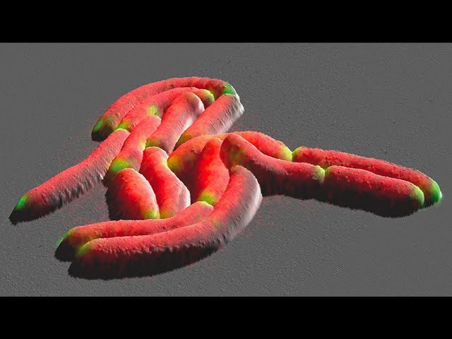 Real Bacteria Pictures