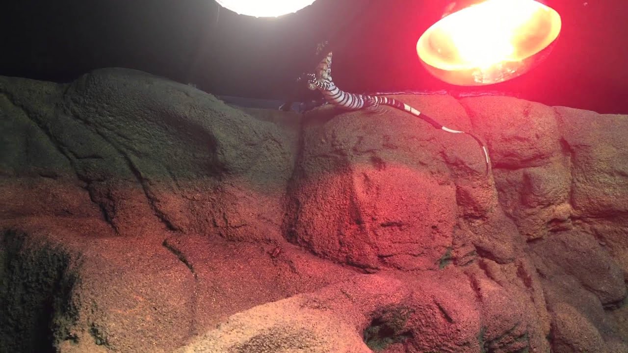 Lace Monitor Hatchling Part 1 - YouTube